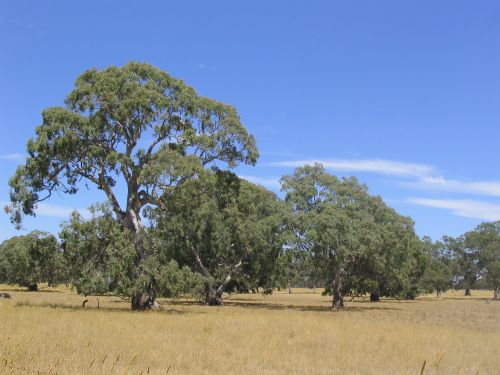 Naturalness - The science of scenery